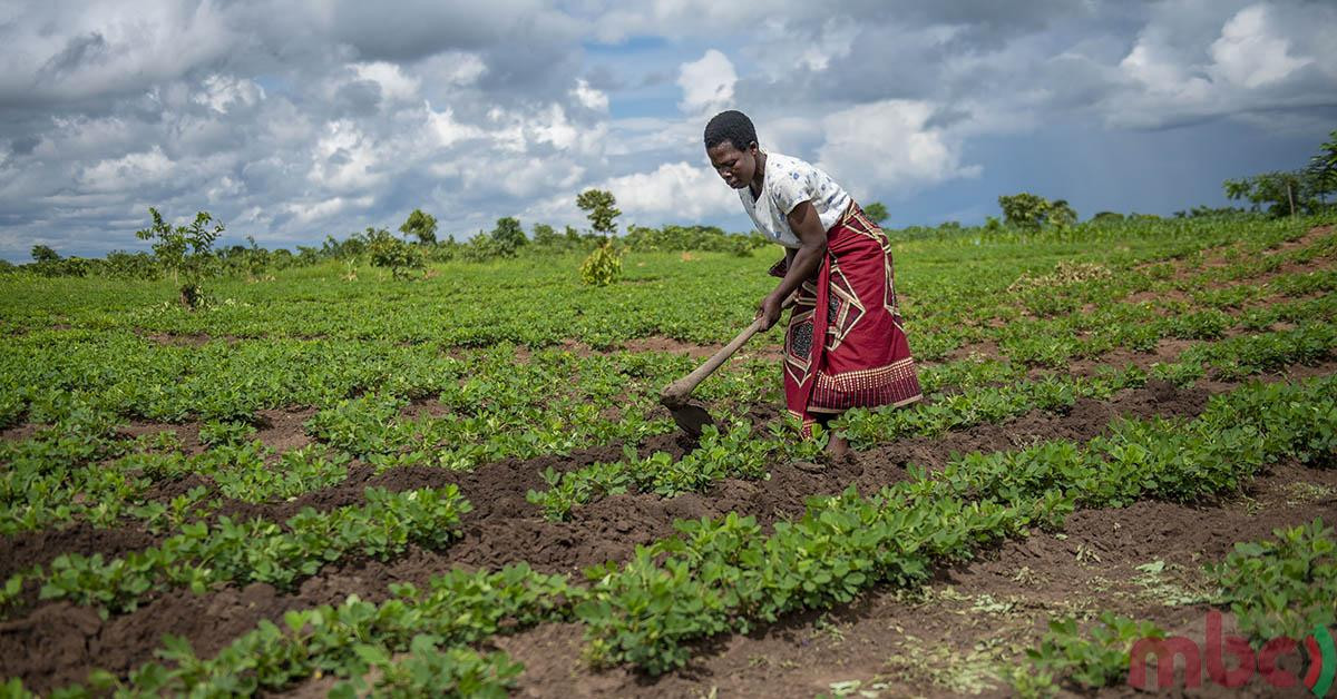 GOVT TO FINALISE FIRST-ROUND CROP ESTIMATES – Malawi Broadcasting ...