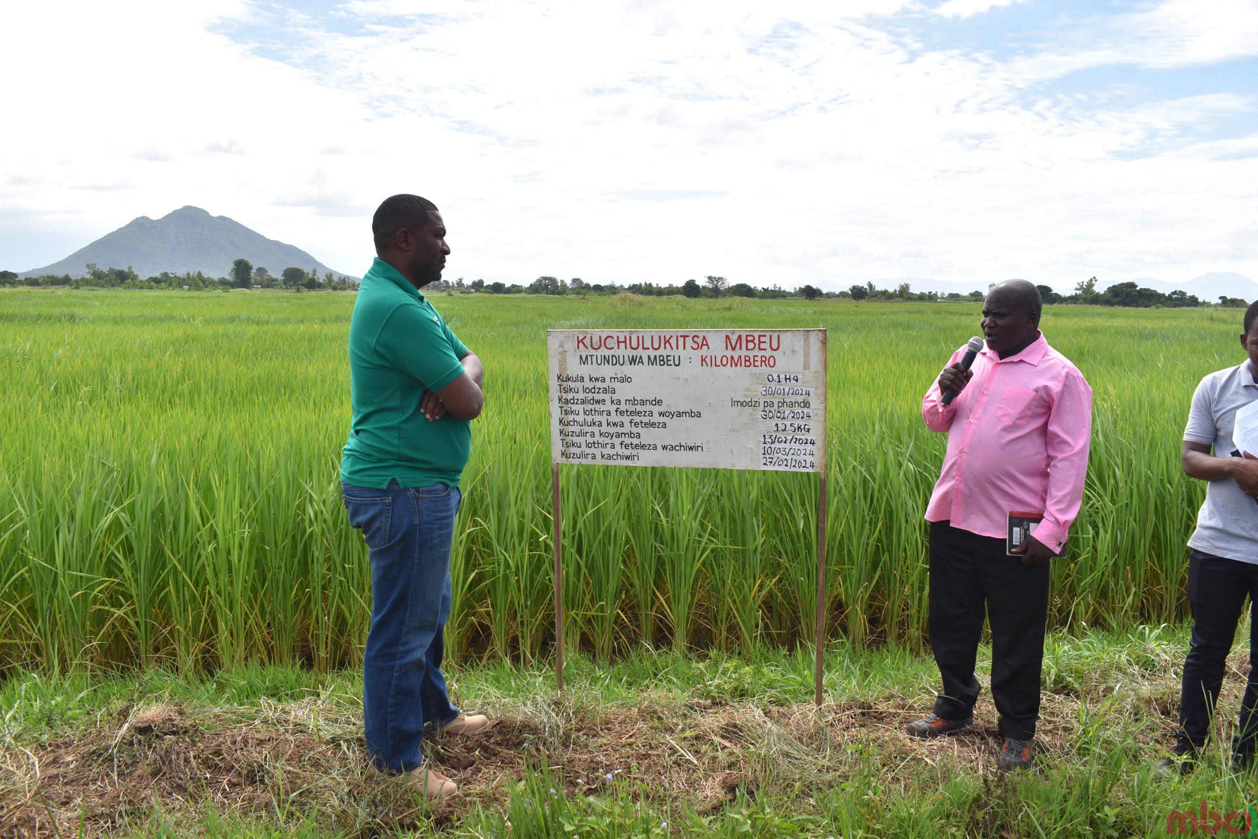 Likangala Irrigation Scheme projects K2.5 billion revenue from this ...