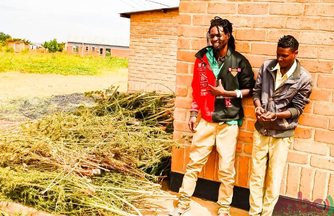 Two arrested for cultivating cannabis in Mzimba – Malawi Broadcasting ...